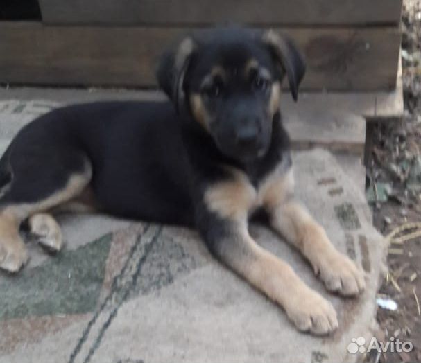 Щенки от овчарки