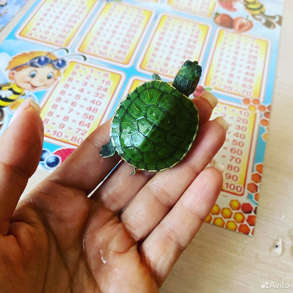 Отдам в добрые руки 2 черепашек с маленьким аквари