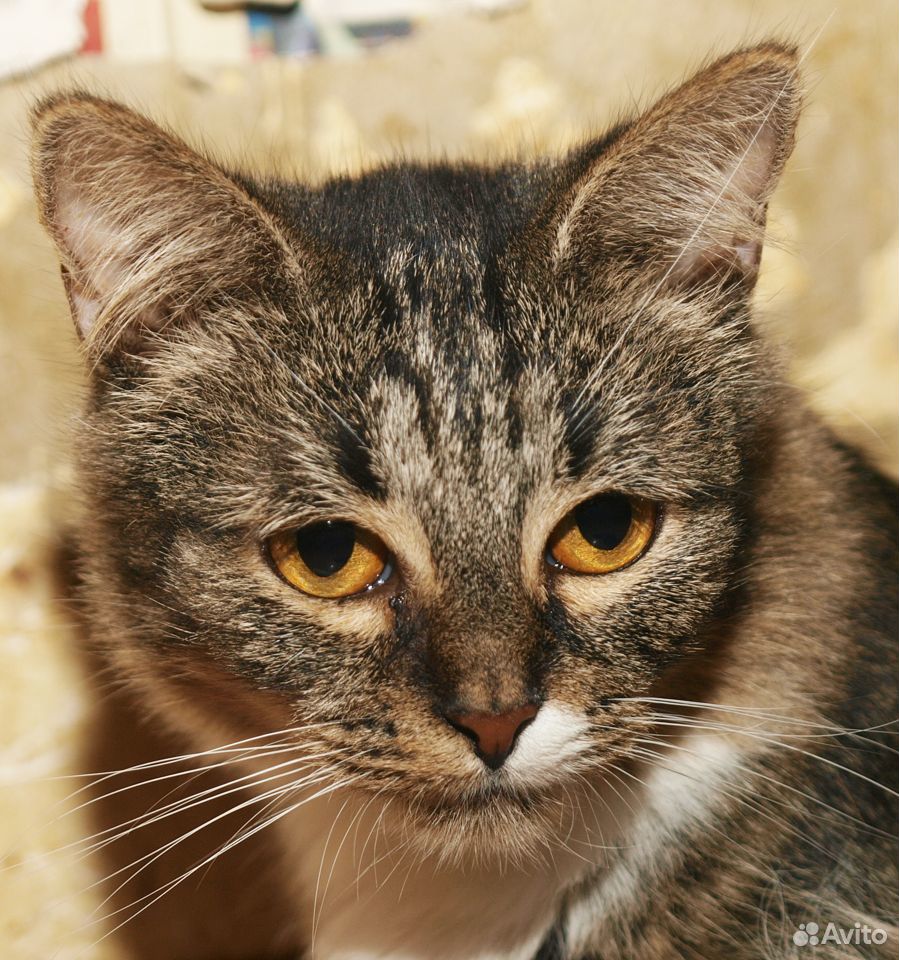 Сибирская кошка полосатая кошка Ватрушка (метис)