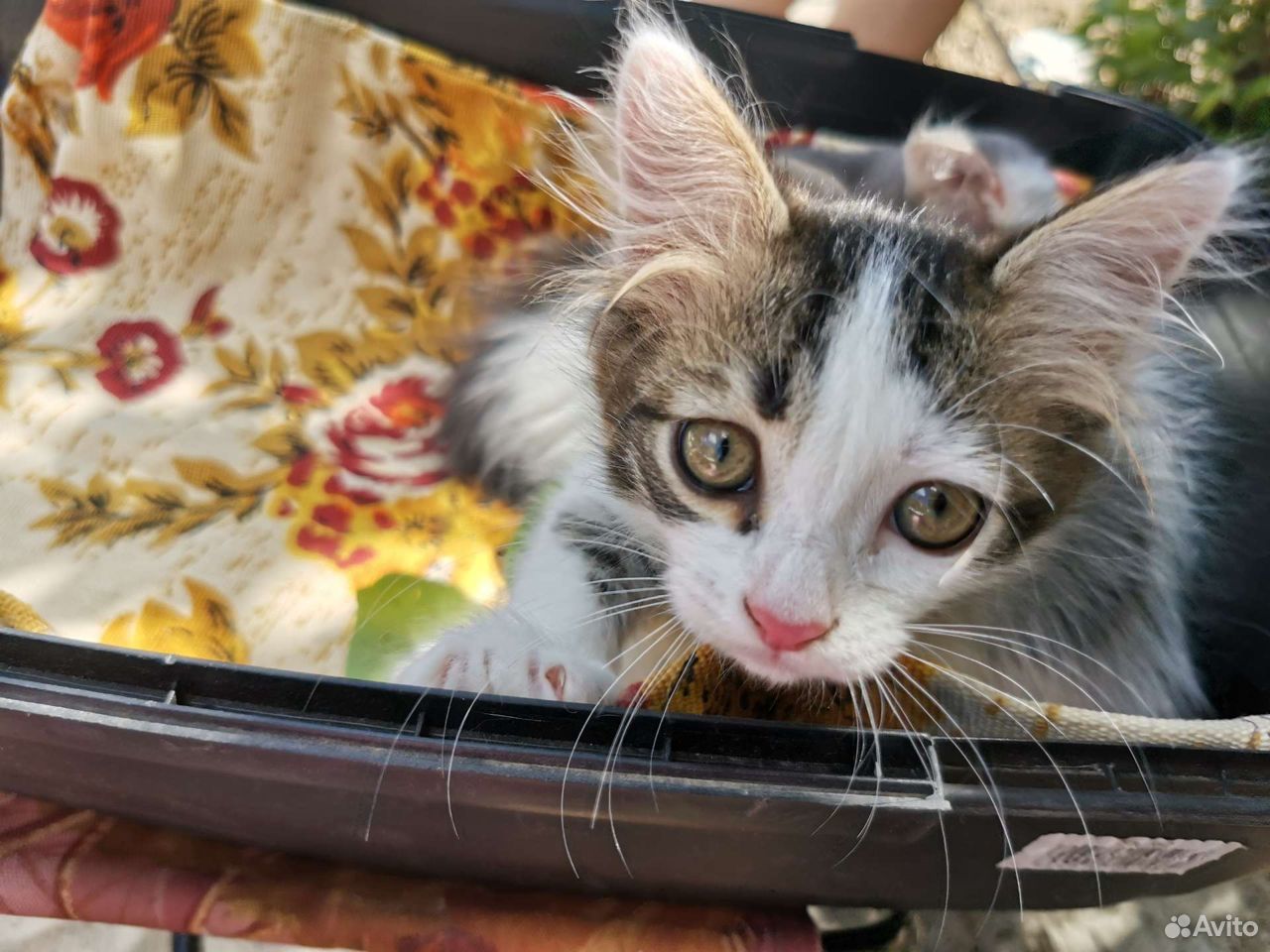 Кошечки в добрые руки