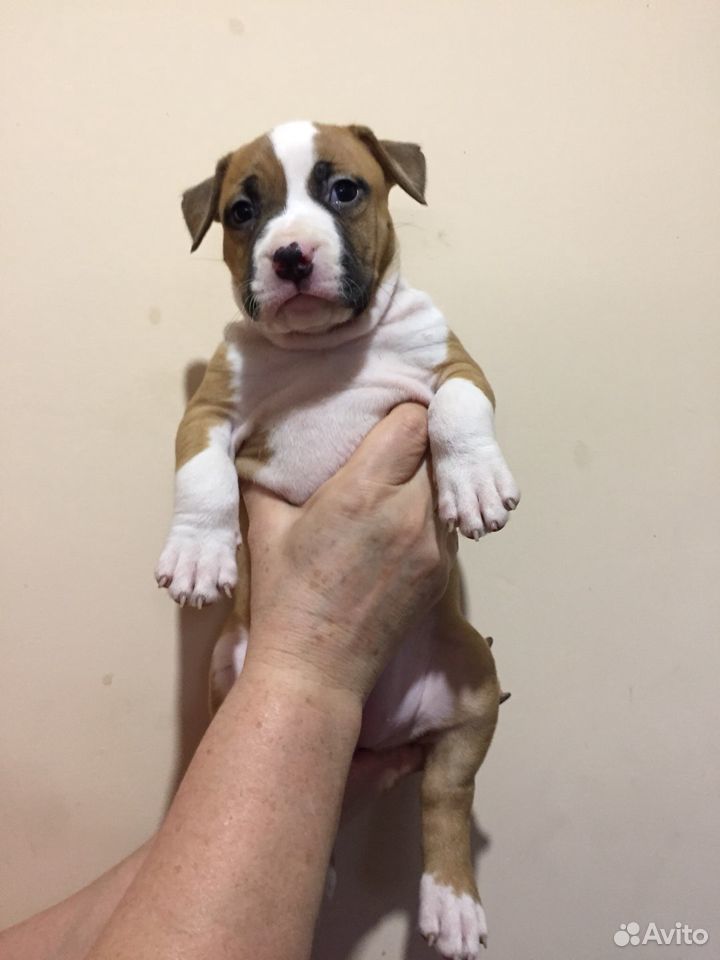 Стаффочка милаха. Документы РКФ