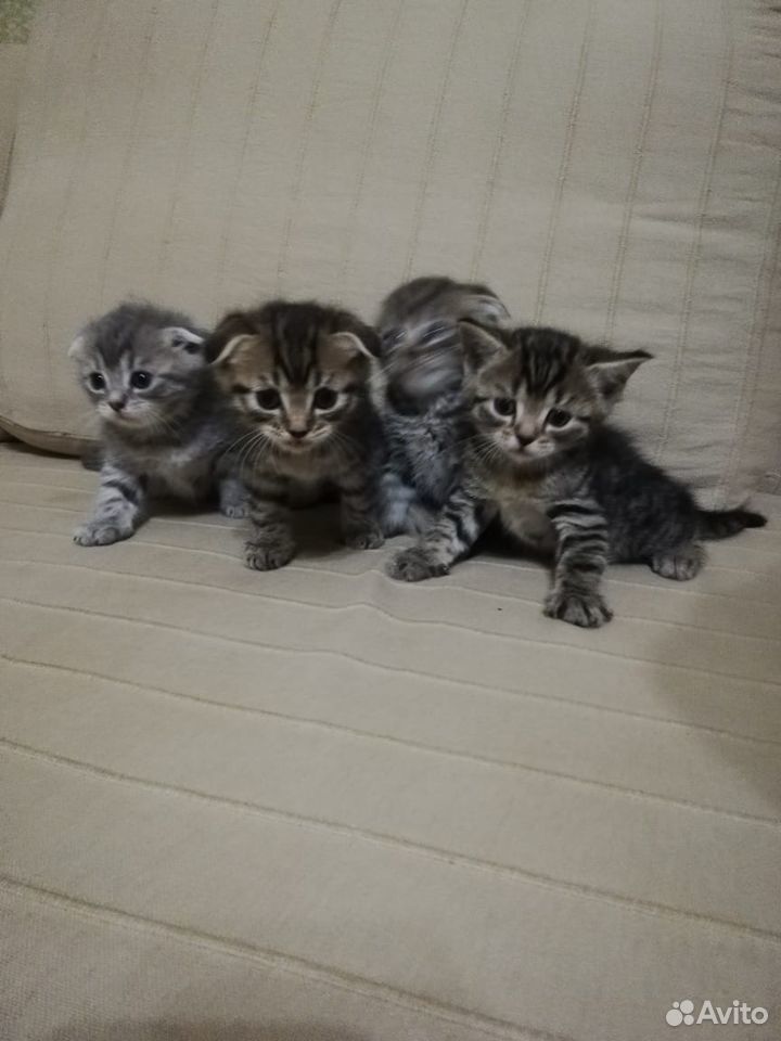 Котята британские