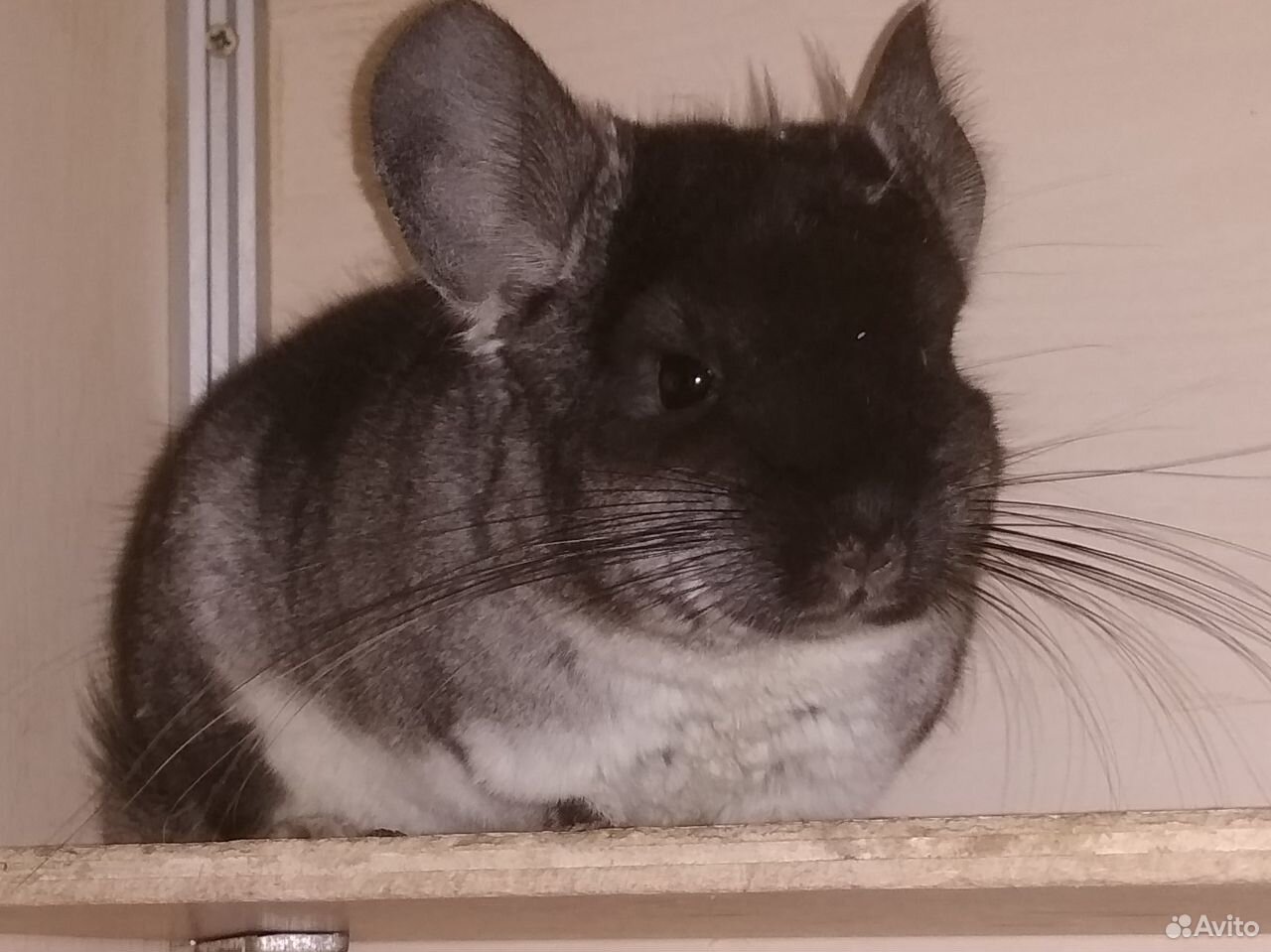 Шиншилленок.девочка.4,5 мес.черный бархат