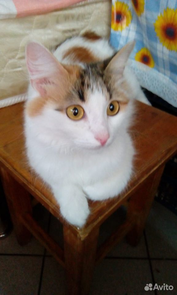 Кошка Белка в добрые руки