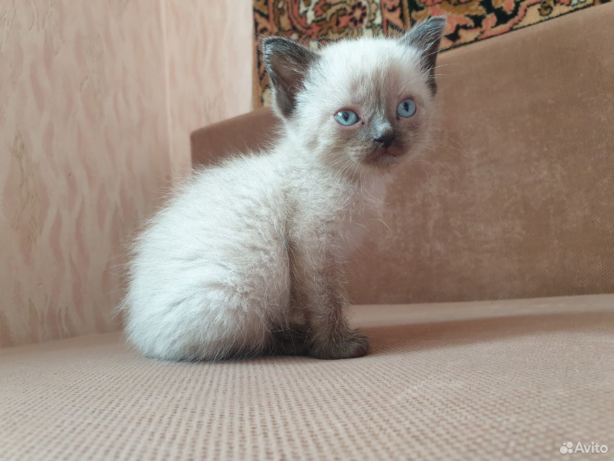 Котёнок красавчик