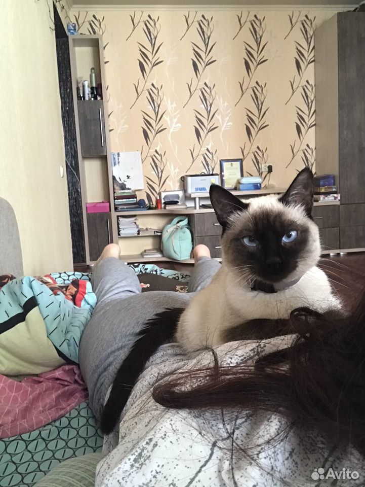 Кошка ждёт своего принца