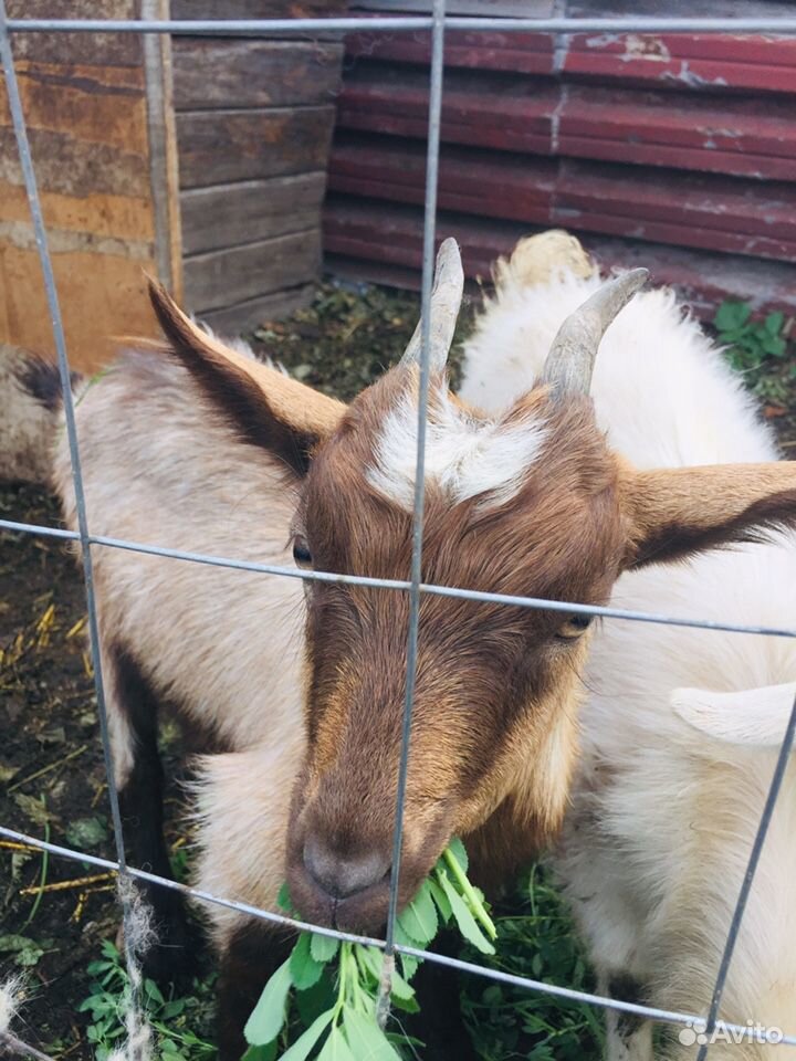 Две козочки