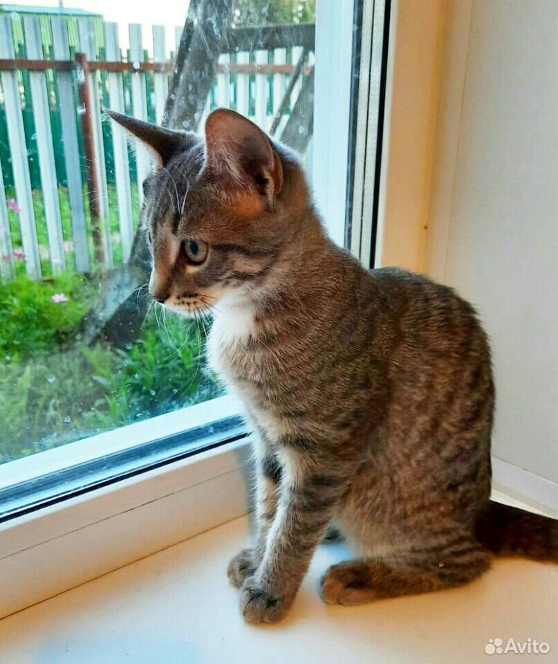 Любвиобильный котенок-девочка, 4 месяца