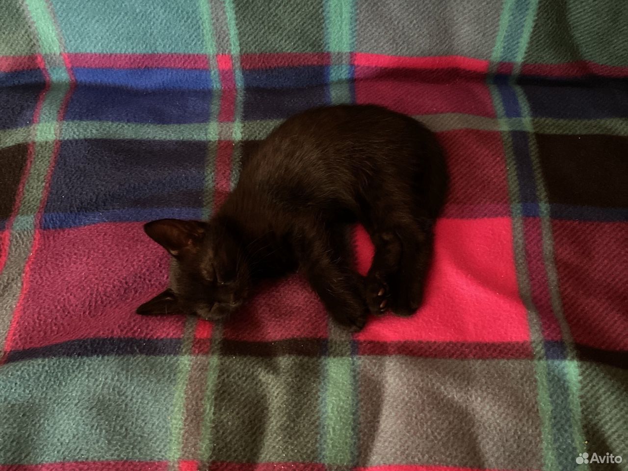 Котёнок 2 месяца, порода «голубая русская» бесплат