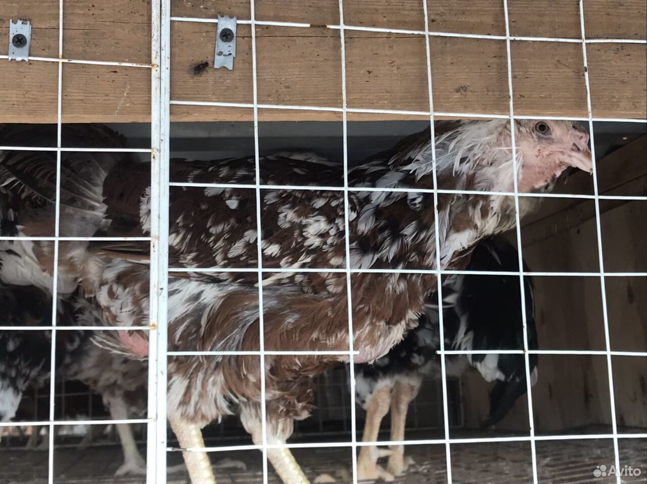 Несушки,Подсадные Уточки,Петушки,Бел Утки