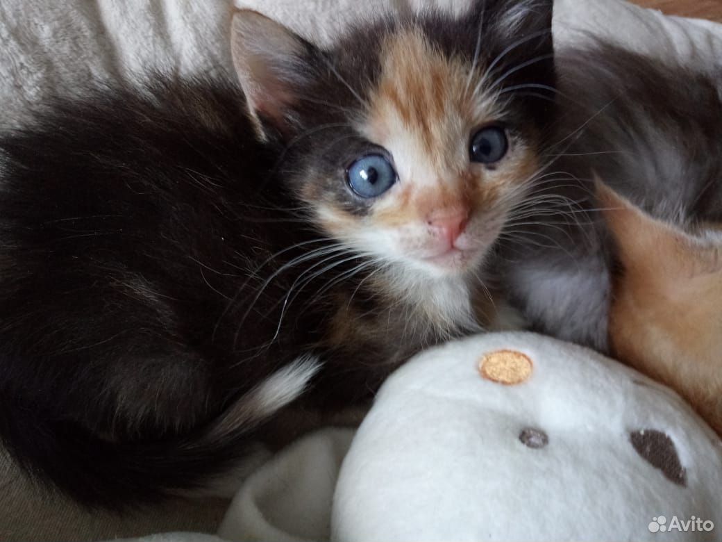 Котёнок Лапочка, 1 мес., ищет дом