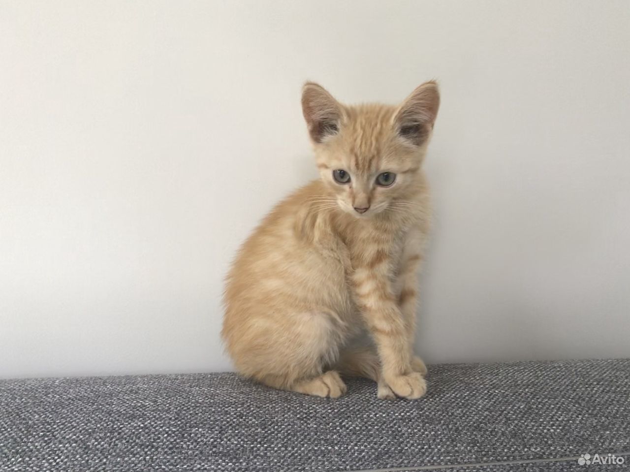 Ласковый котёнок в добрые руки