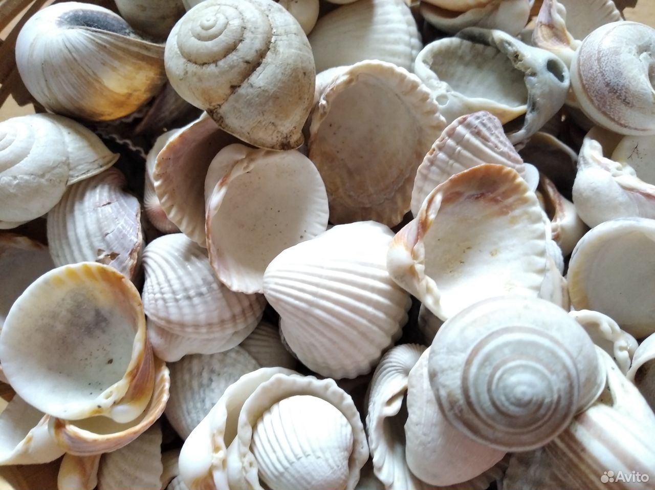 Ракушки морские
