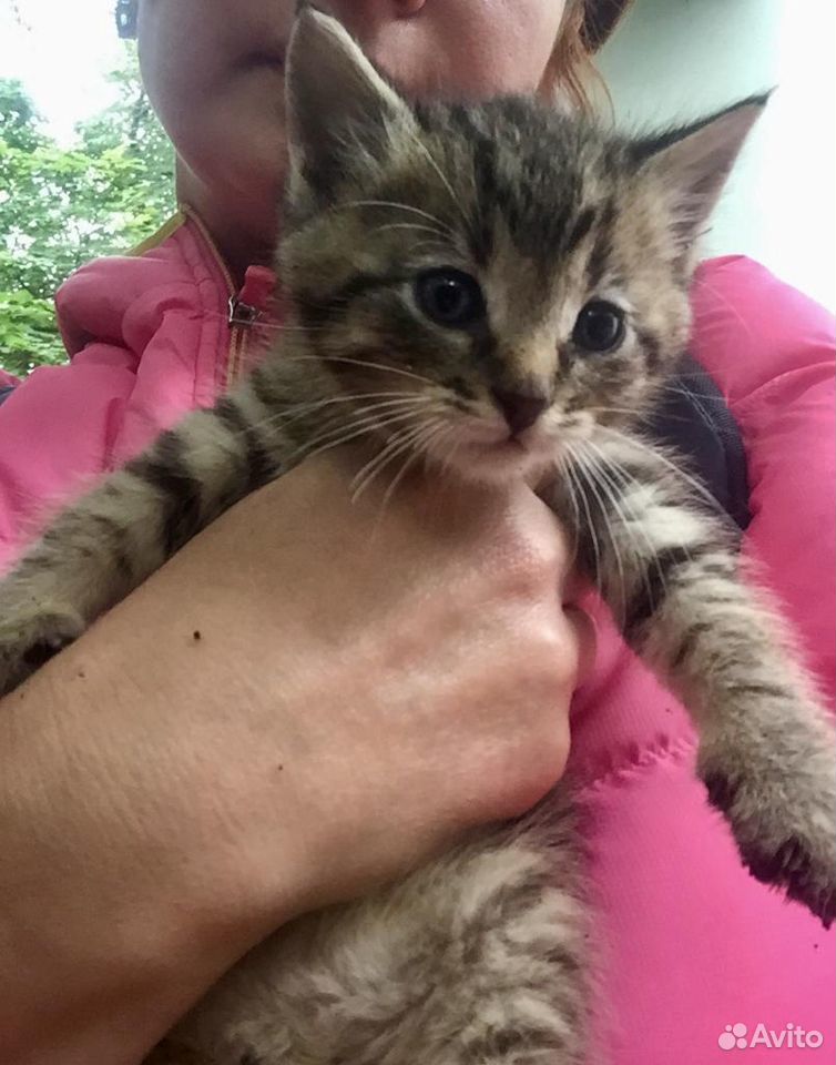 Котёнок мальчик