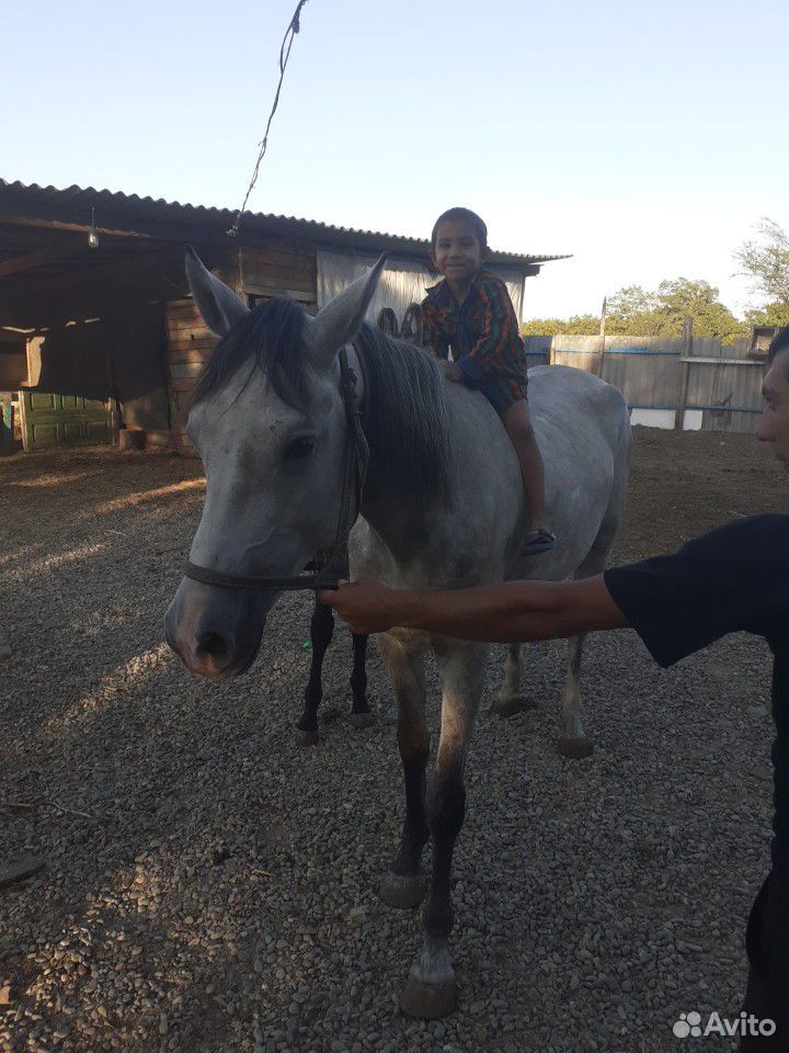Кобыла 4 года ходит верхом кабыла шустрая спокойна