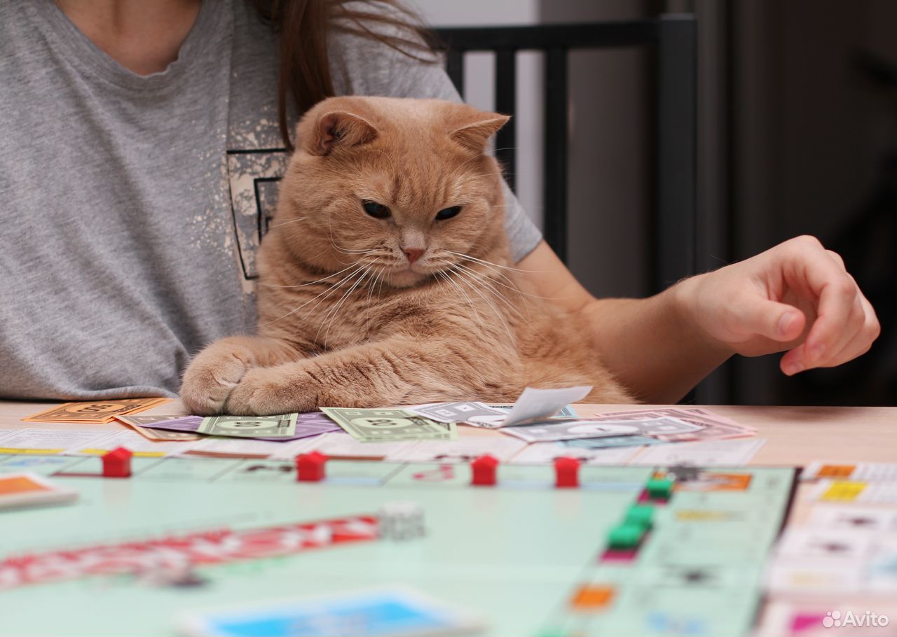 Кот британец