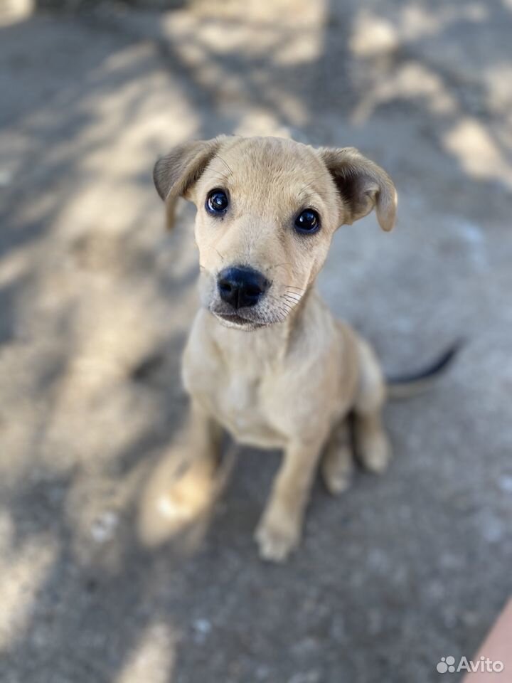 Щенок помесь со стаффом в добрые руки