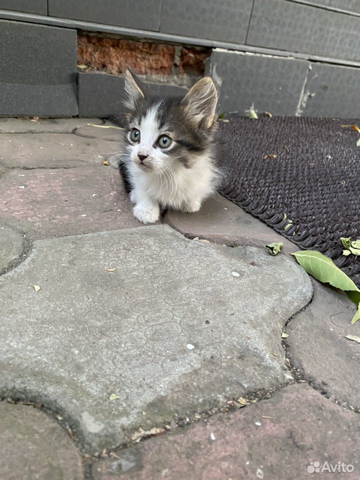 Котята ищут себе дом