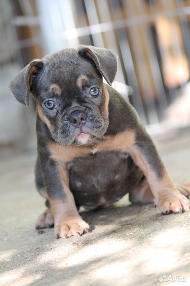 Француженка - чудо - чудное