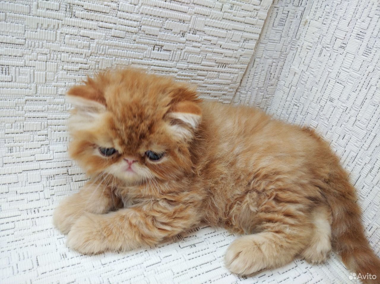 Чистокровные персидские котята