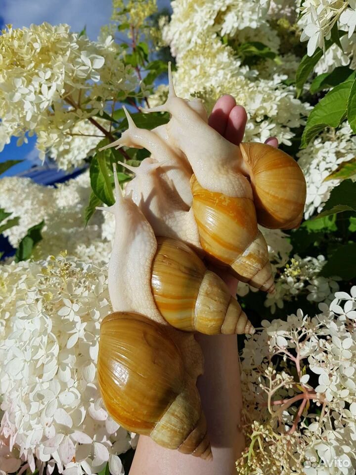 Улитки ахатины achatina fulica rodatzi
