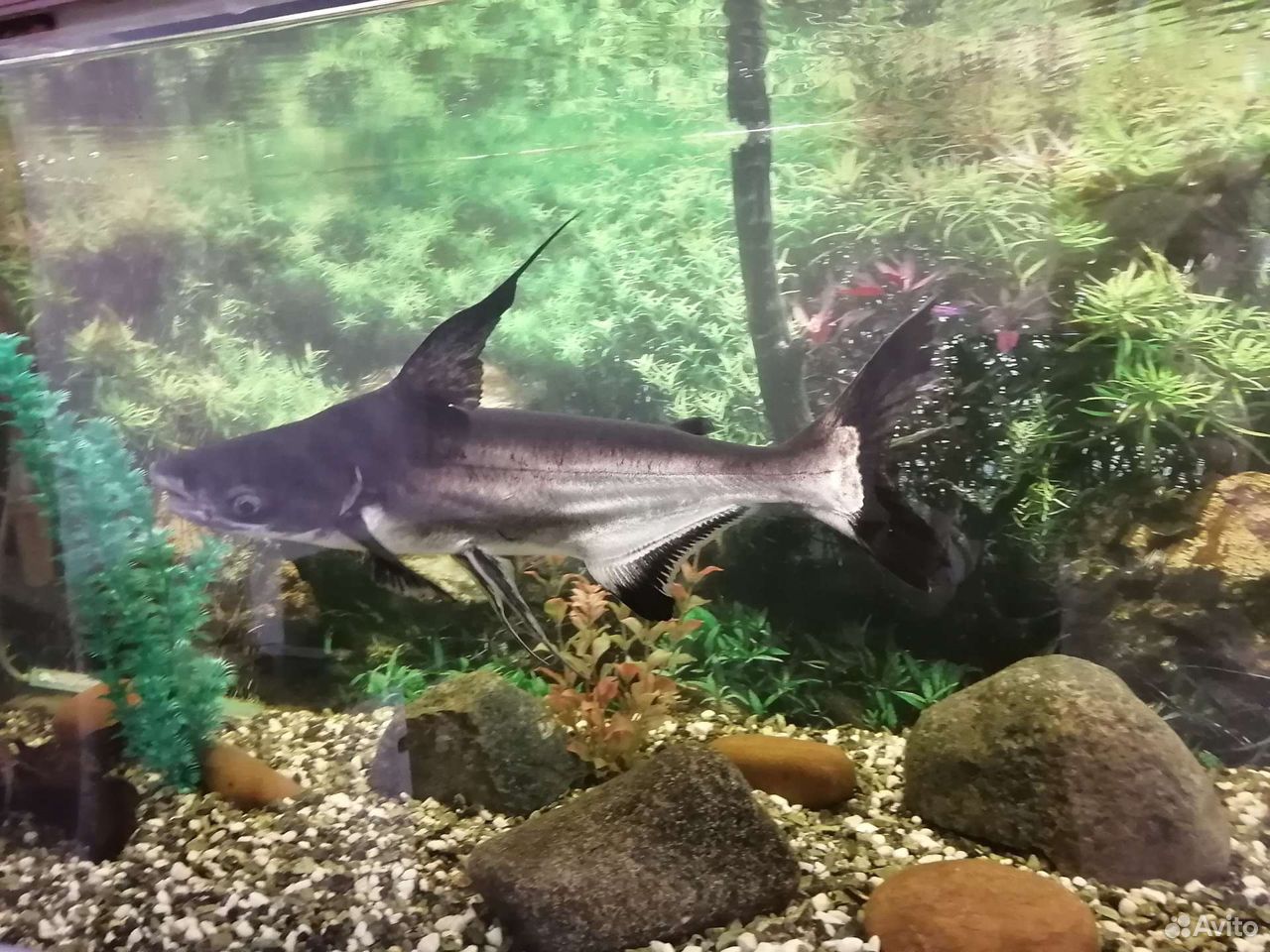 Рыба акулий пангасиус