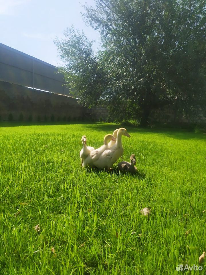 Пекинская утка - подрост