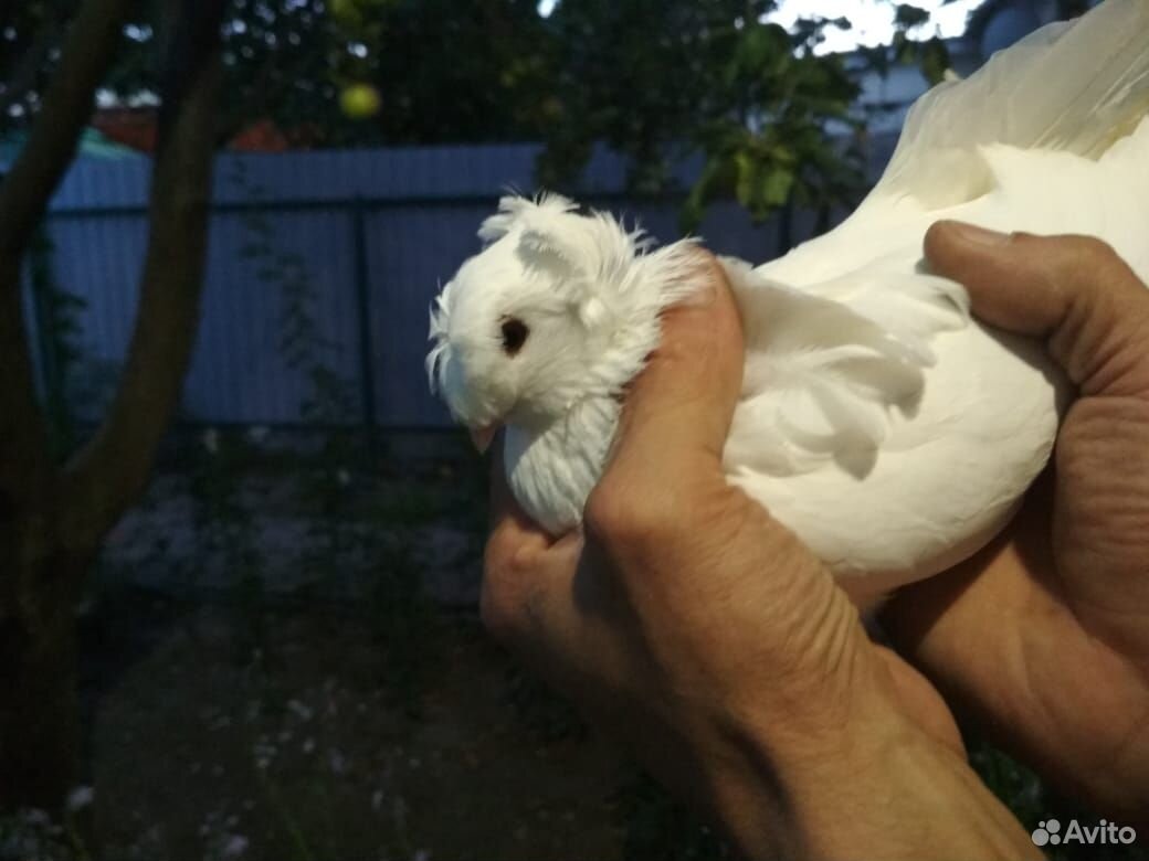 Благодарненская белая двухчубая