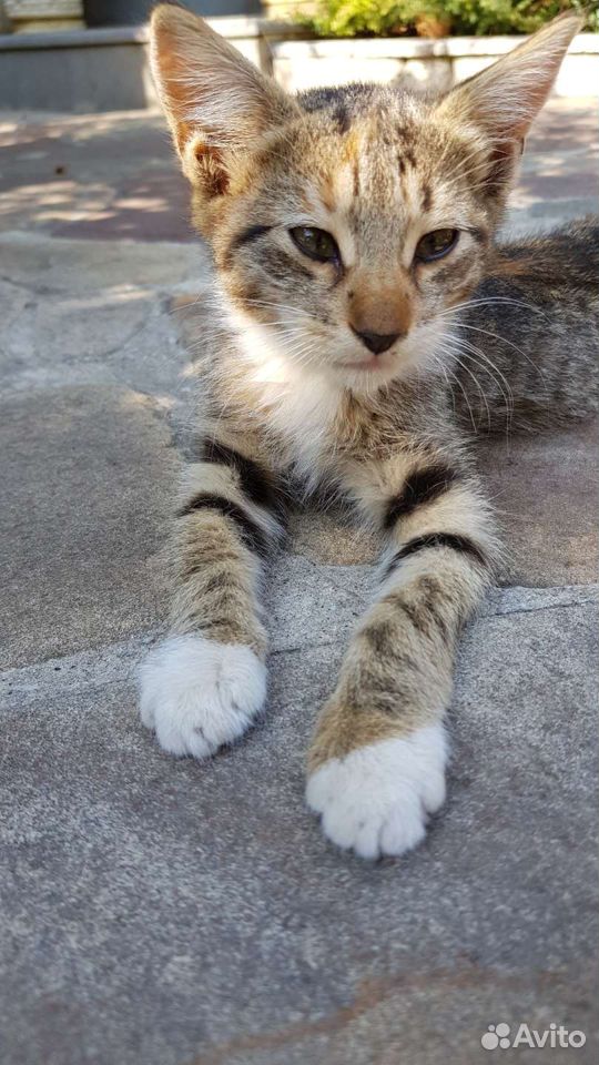 Котенок в доьрые руки (тигренок)