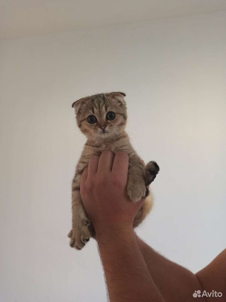 Шотландец Золотая Шиншилла