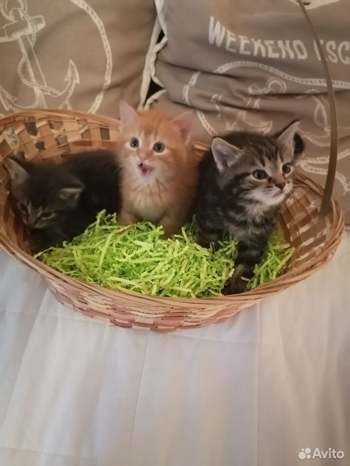 Котята домашние породистые