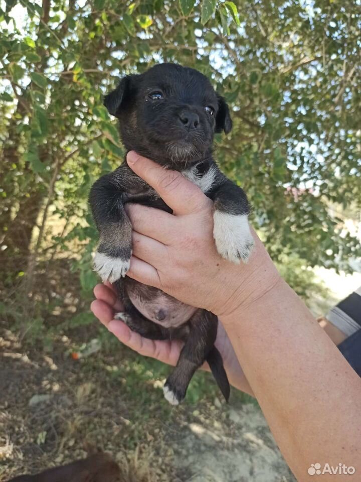 Щеночки и заботливый шоколадный отец