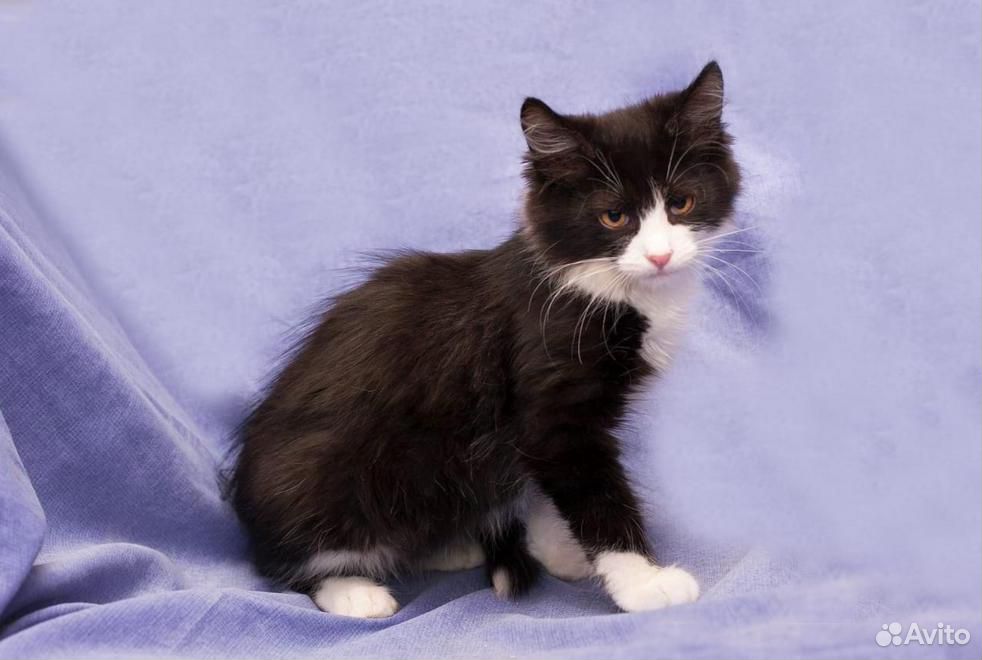 Плюшевая красавица Милочка ищет дом