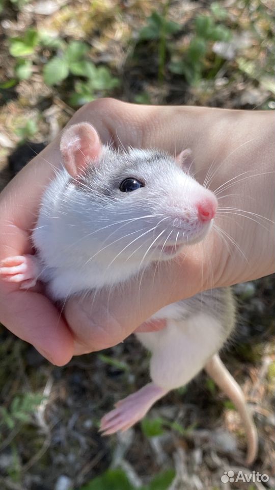 Малыши декоративных крыс