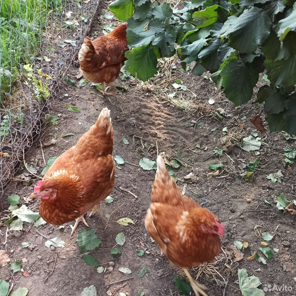 Куры молодые