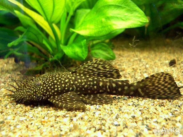 Анциструс гурами панда