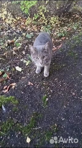 Молодой котик нуждается в доме