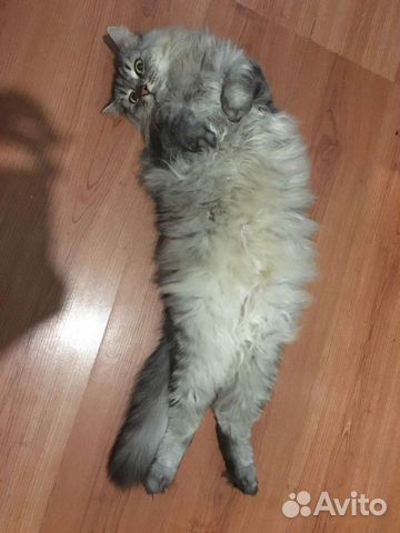 Кот в добрые руки