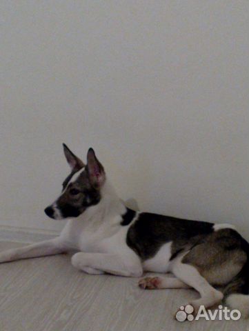 Тимошка из приюта