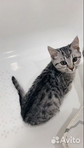 Котенок в добрые руки