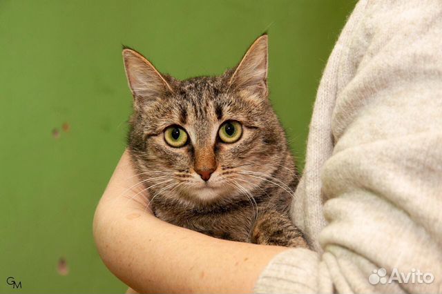 Кошечка 1 годик ждет хозяев