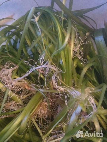 Валлиснерия прополка отдам за конфету :)