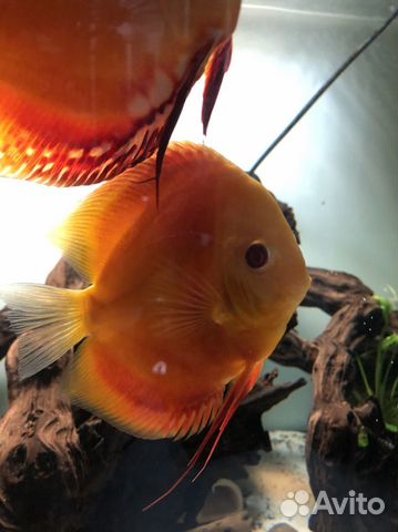 Рыба дискус альбино