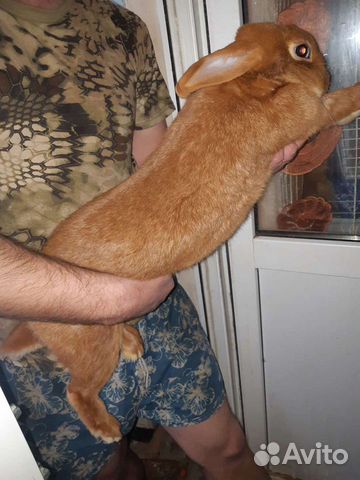 Кролик (самка) нзк