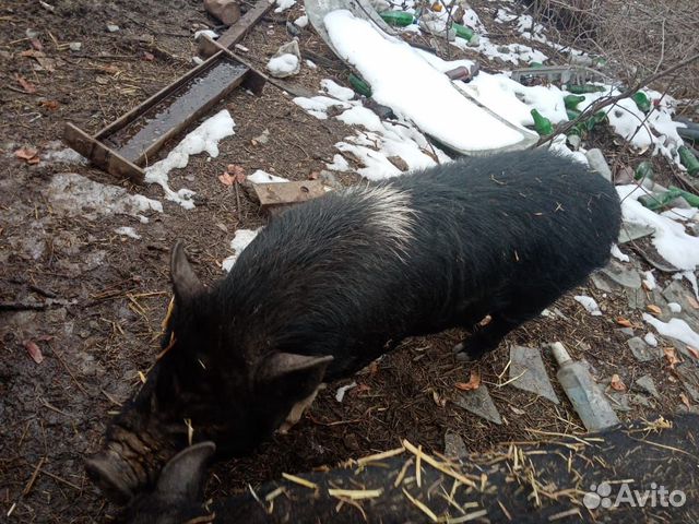 Хряк вьетнамский