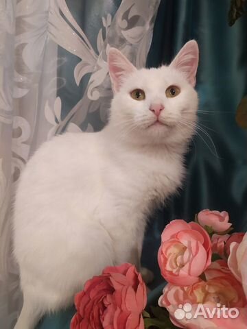 Кошечка Бритни ищет дом