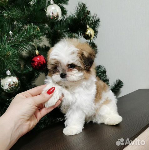 Ши-тцу куклятки