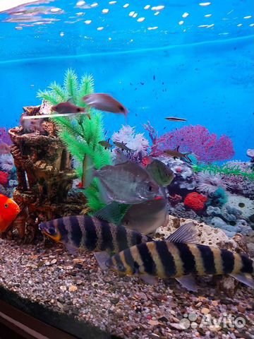 Рыба лепоринус, метиннис