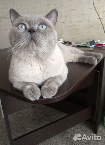 Продаю котят
