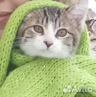 Мазурик ищет доброе сердечко